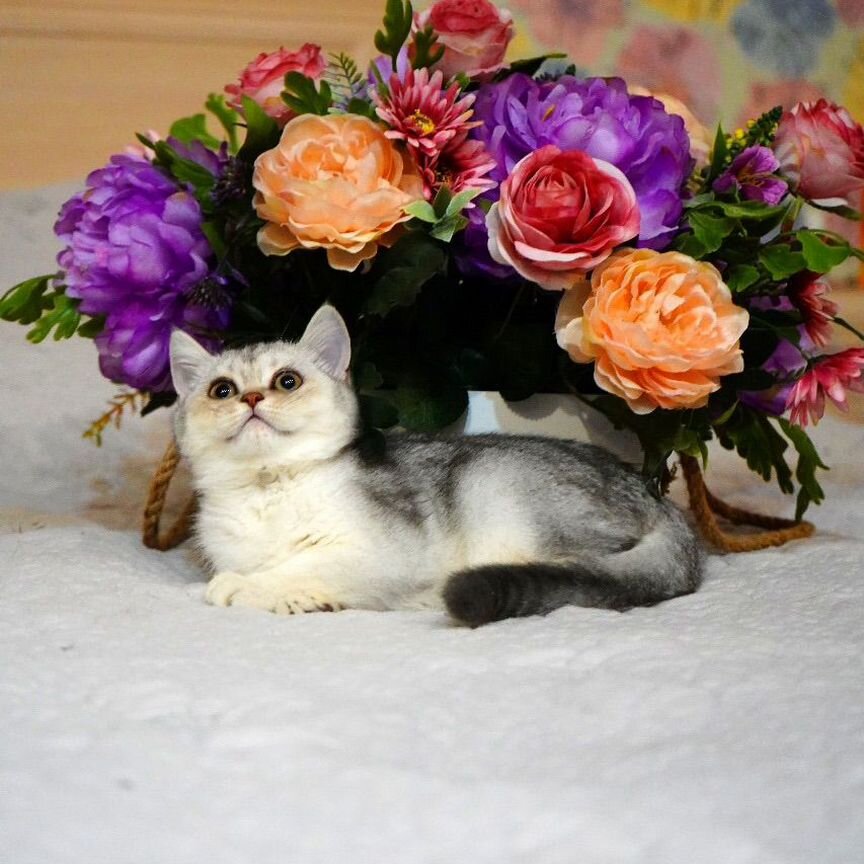 Британская серебрянная шиншилла