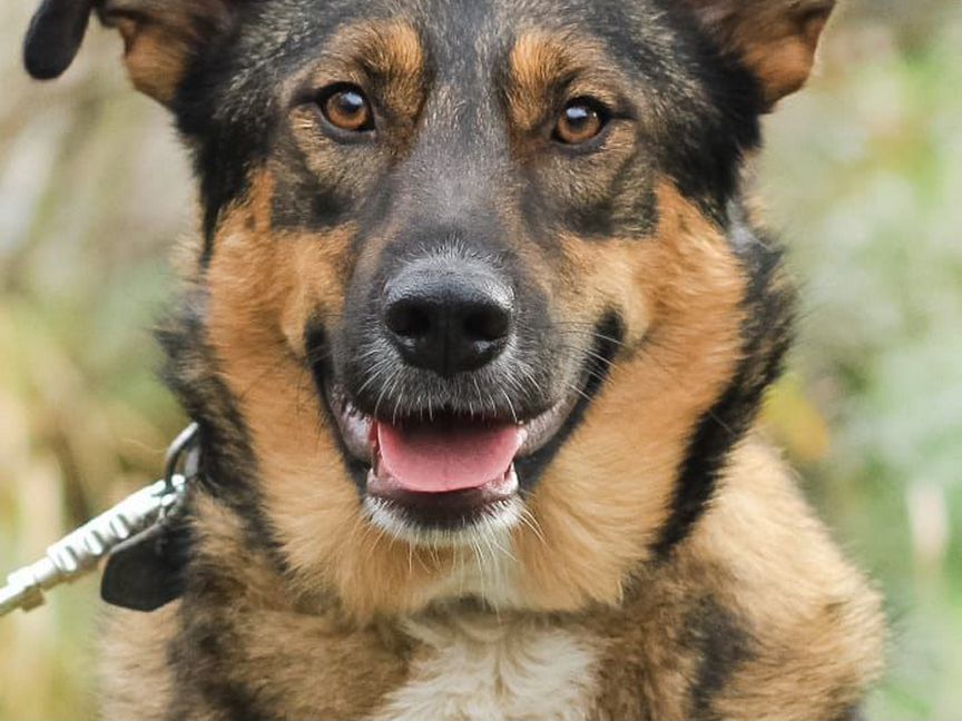 Ласковая Юта в лучший в мире дом