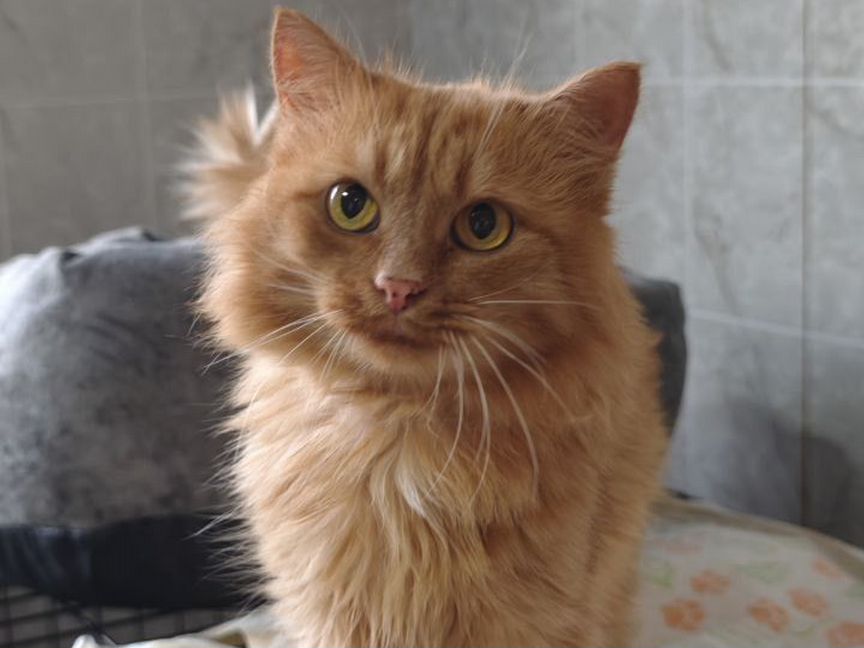 Солнечный котик Огонёк