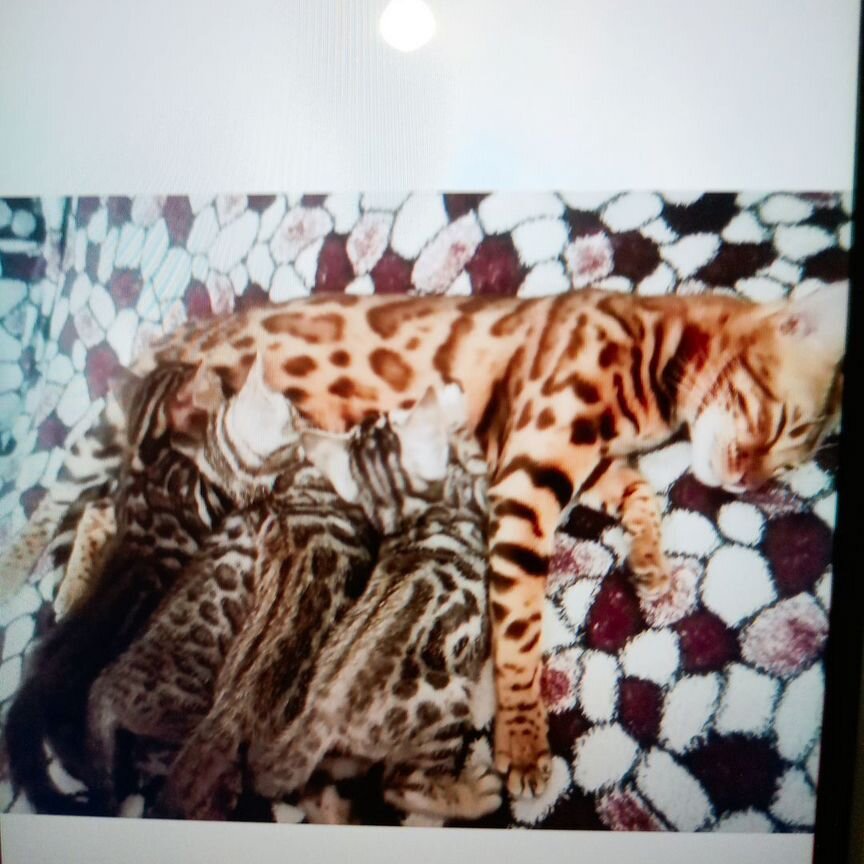 Бенгальские котята