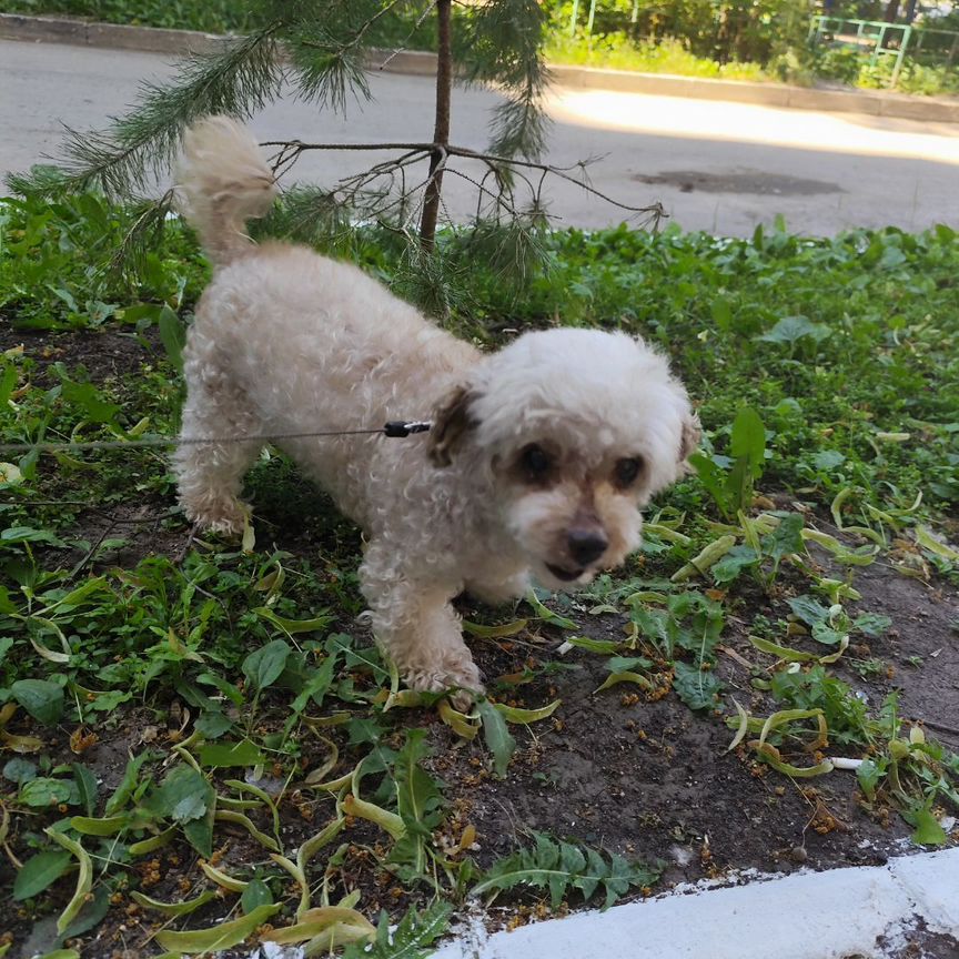 Собака в добрые руки мальтипу