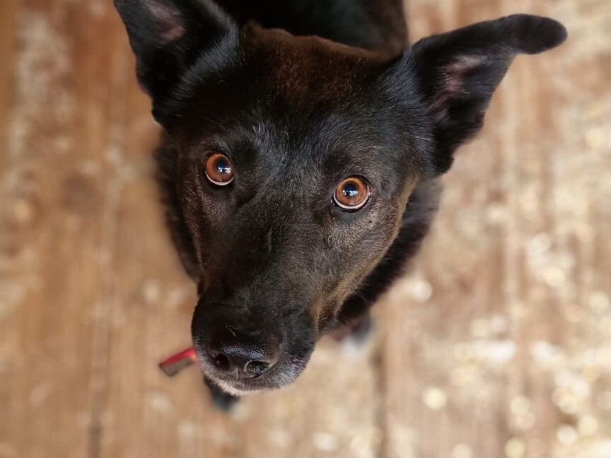 Грустит в приюте