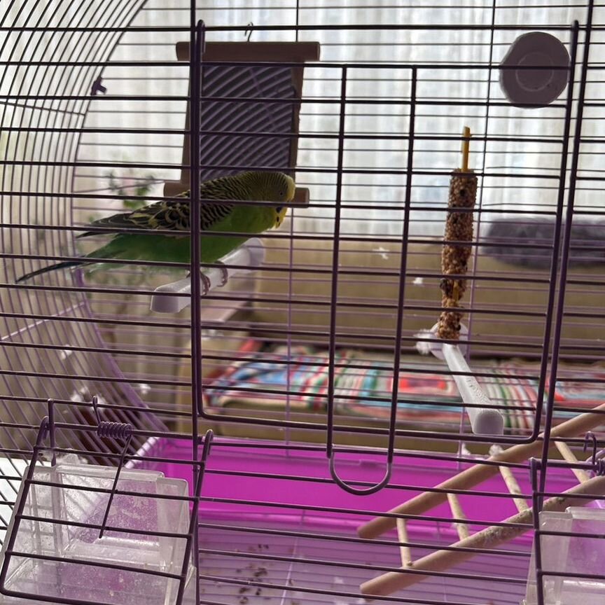 Волнистый попугай с клеткой