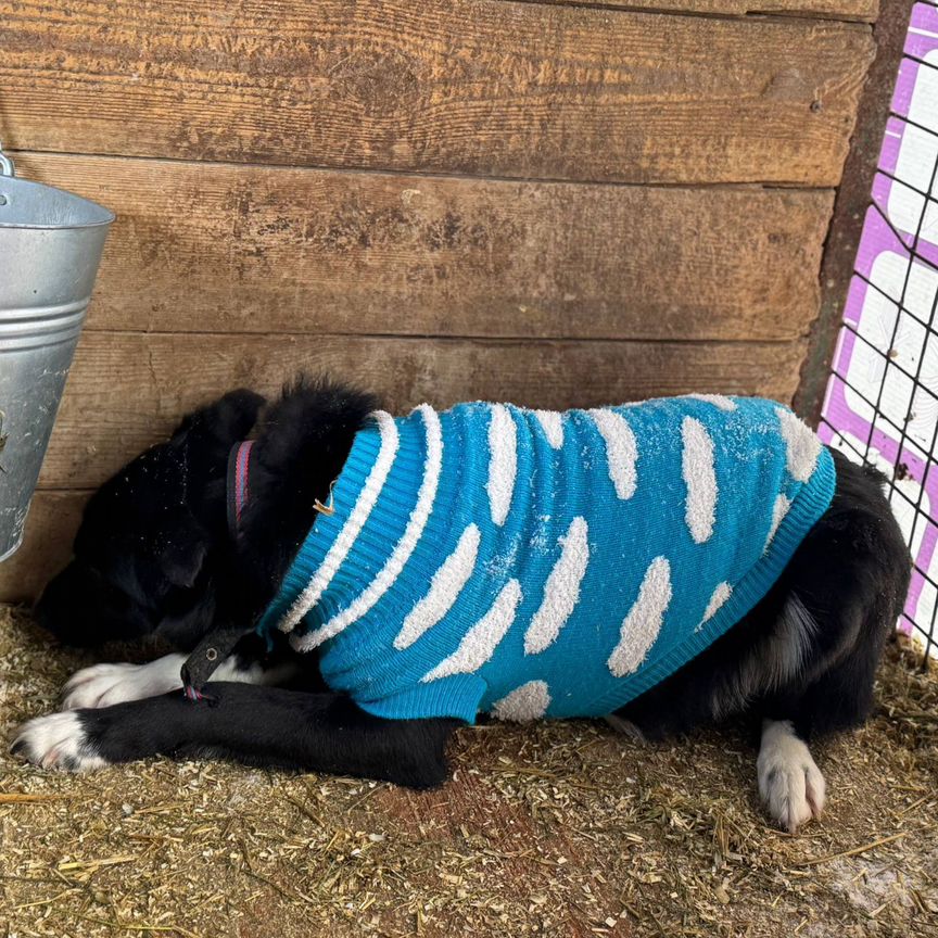 Щенок в добрые руки