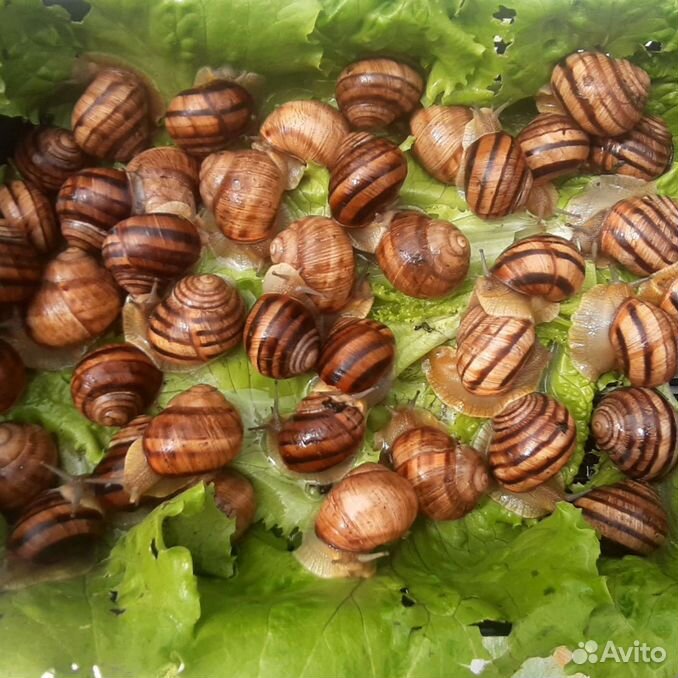 Улитки виноградные продаю