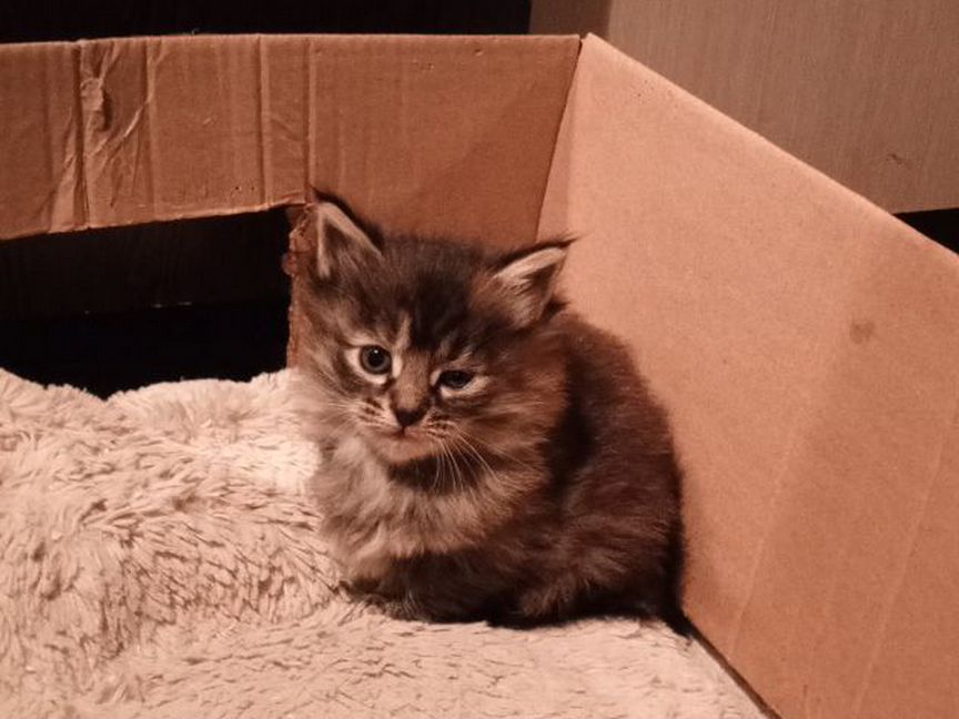 Котята в добрые руки 1 месяц