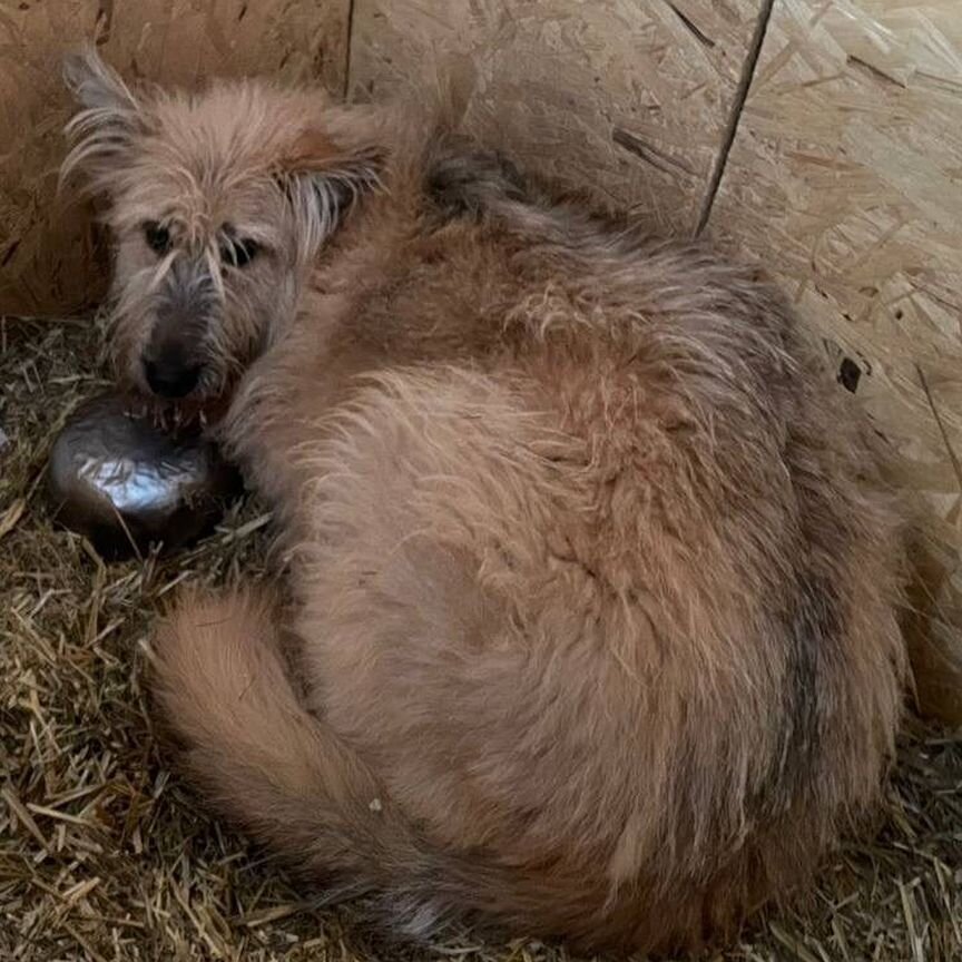 Взрослый пёс в добрые руки