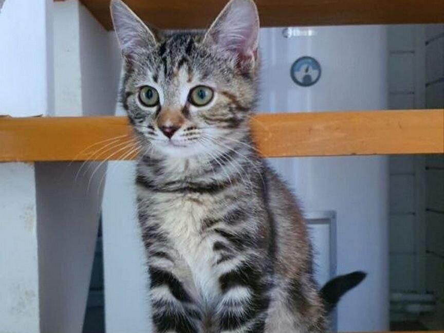 Котята в добрые руки бесплатно