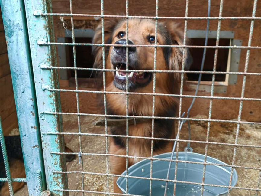 Пёсик пушистик