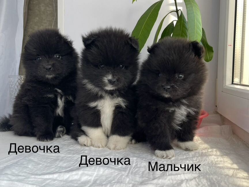 Щенки шпица