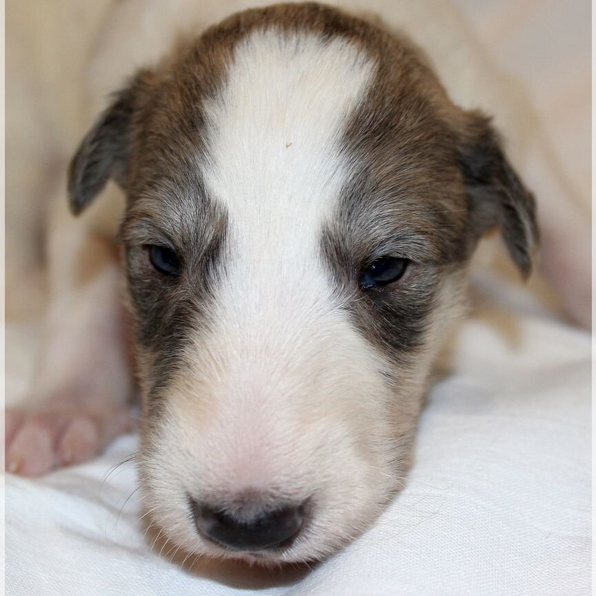 Борзая девочка