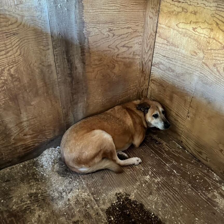 Бедный Джек боится всего мира. Приют Некрасовка