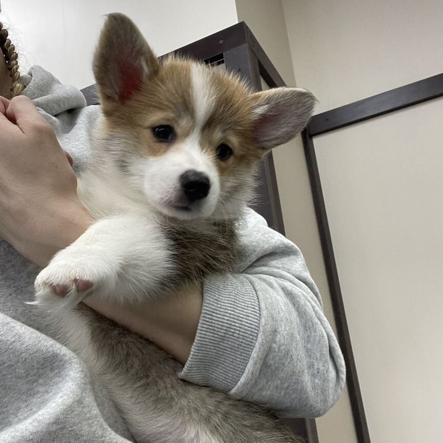 Вельш Корги Пемброк, щенок