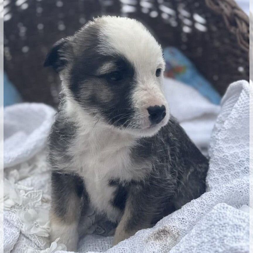 Щенок в добрые руки