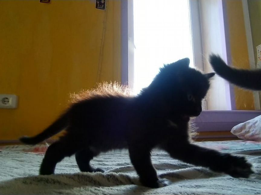 Чëрные котята