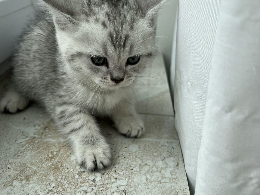 Британские котята