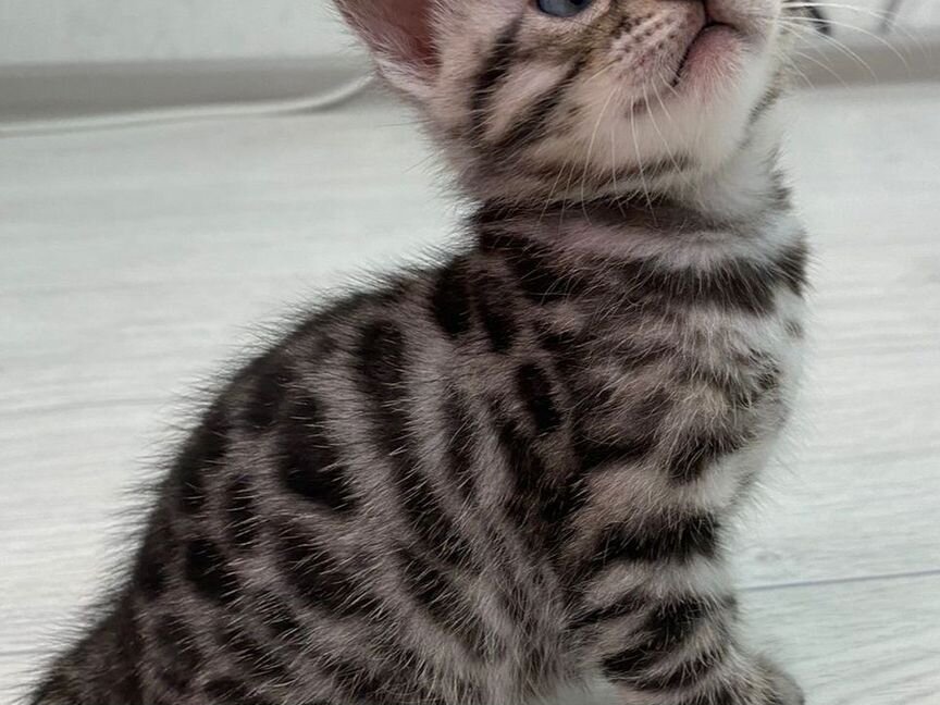 Бенгальская