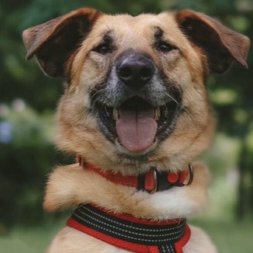 Собака в добрые руки