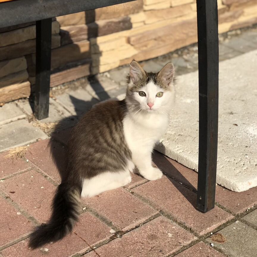 Кошечка Милашка
