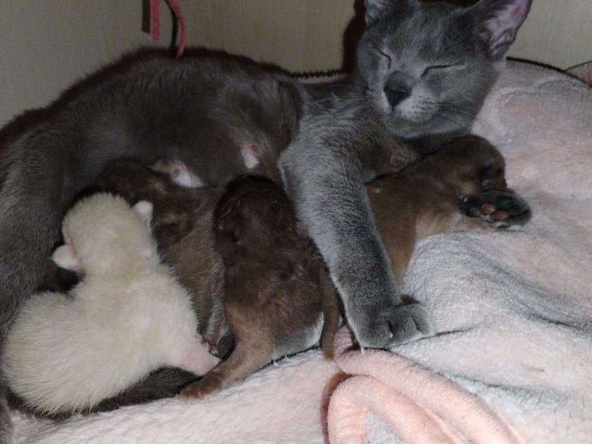 Кошка