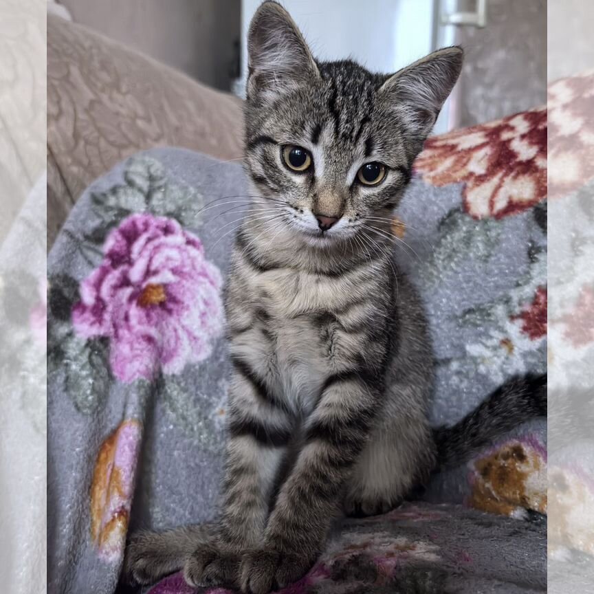 Котенок девочка в добрые руки