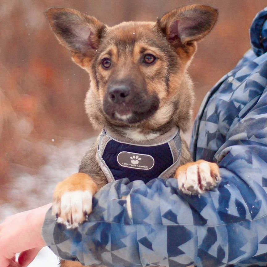 Щенок Жизель ищет дом