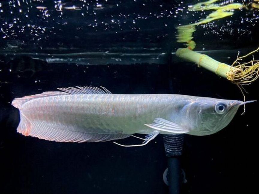 Арована серебряная