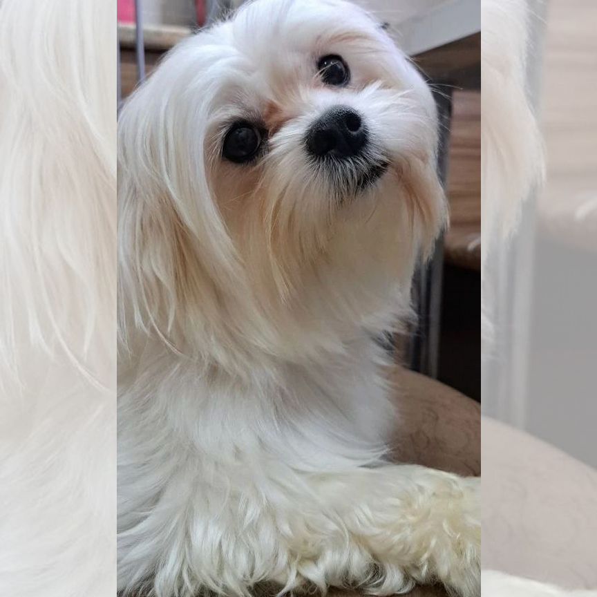 Мальтийская болонка, взрослая собака