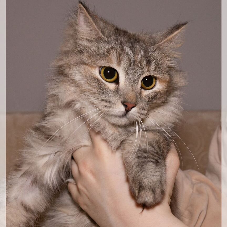 Сибирский котёнок