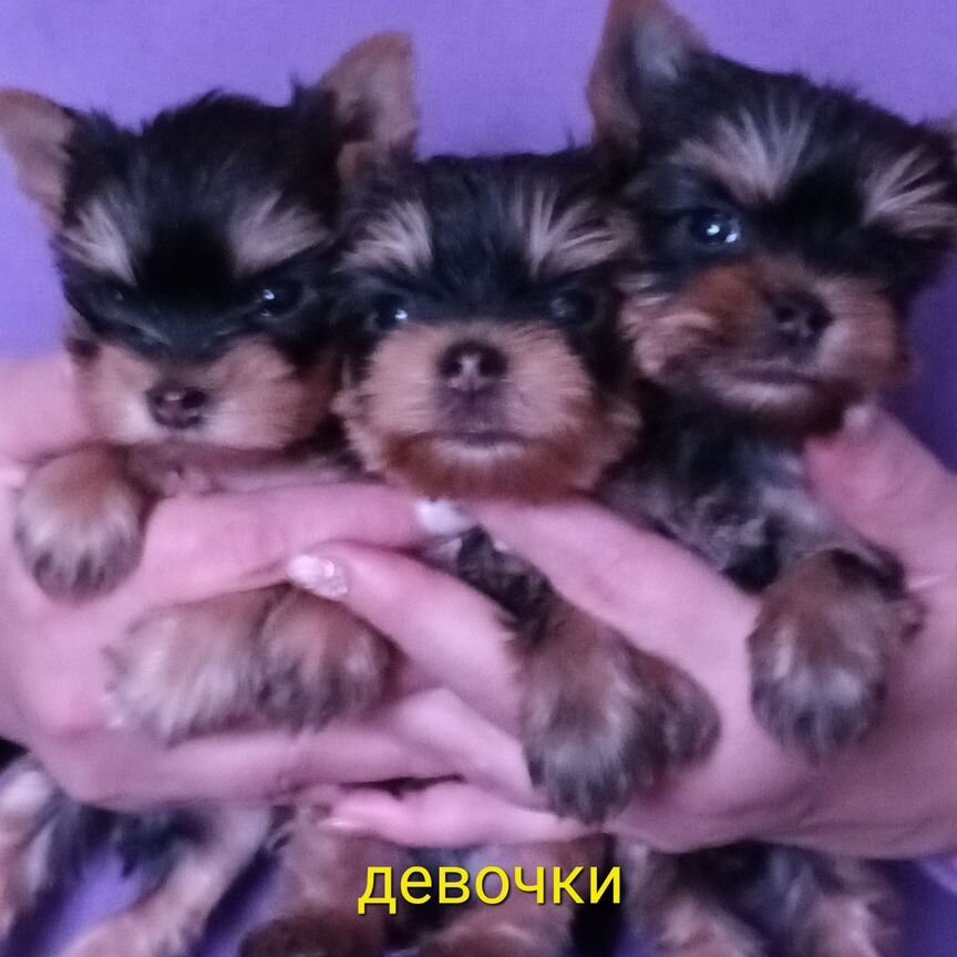 Йоркширский терьер