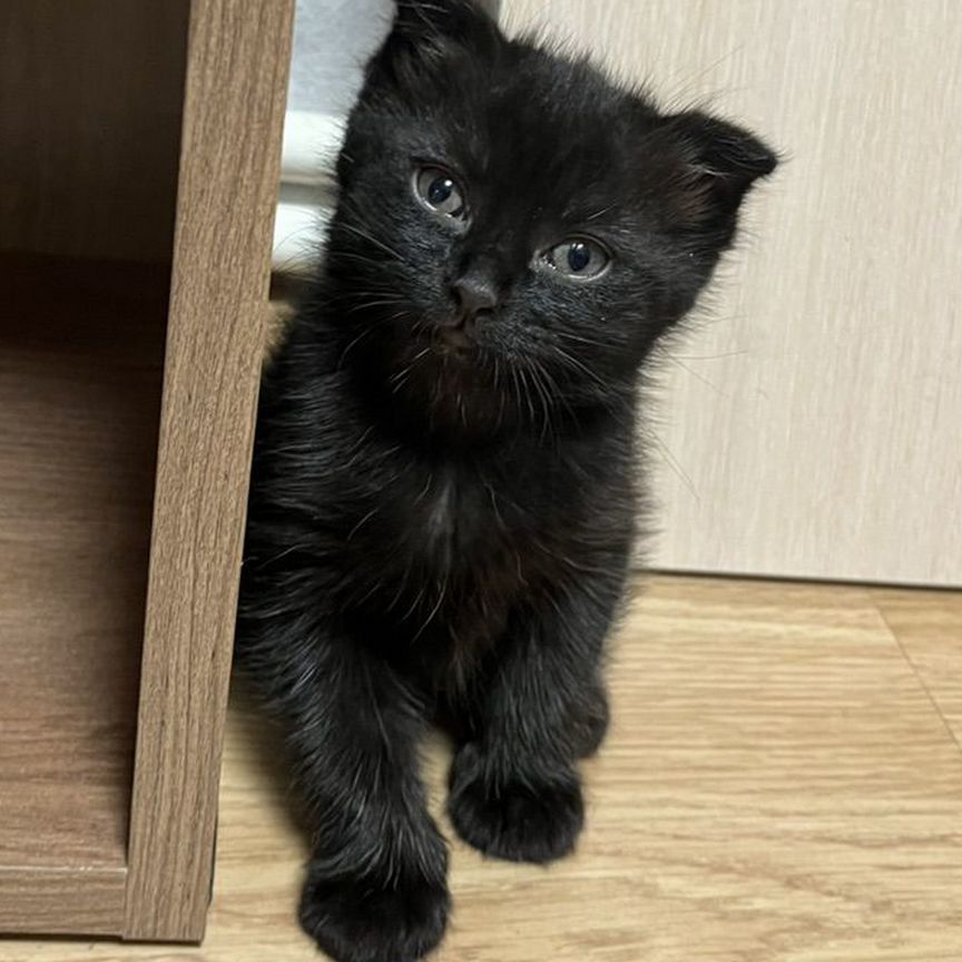 Вислоухая кошечка