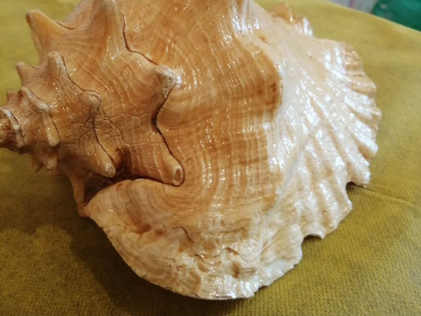 Ракушка рапан гигант + 2 малые