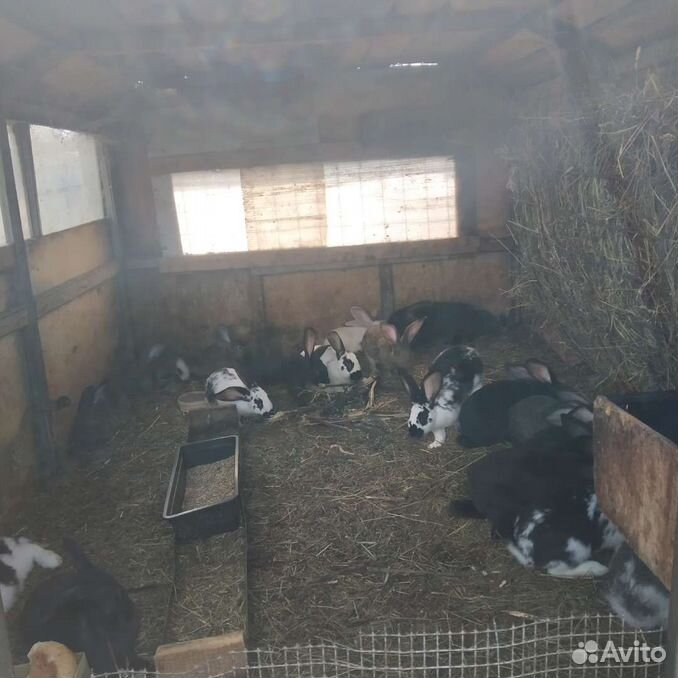 Кролики порода Бабочки, Фландр