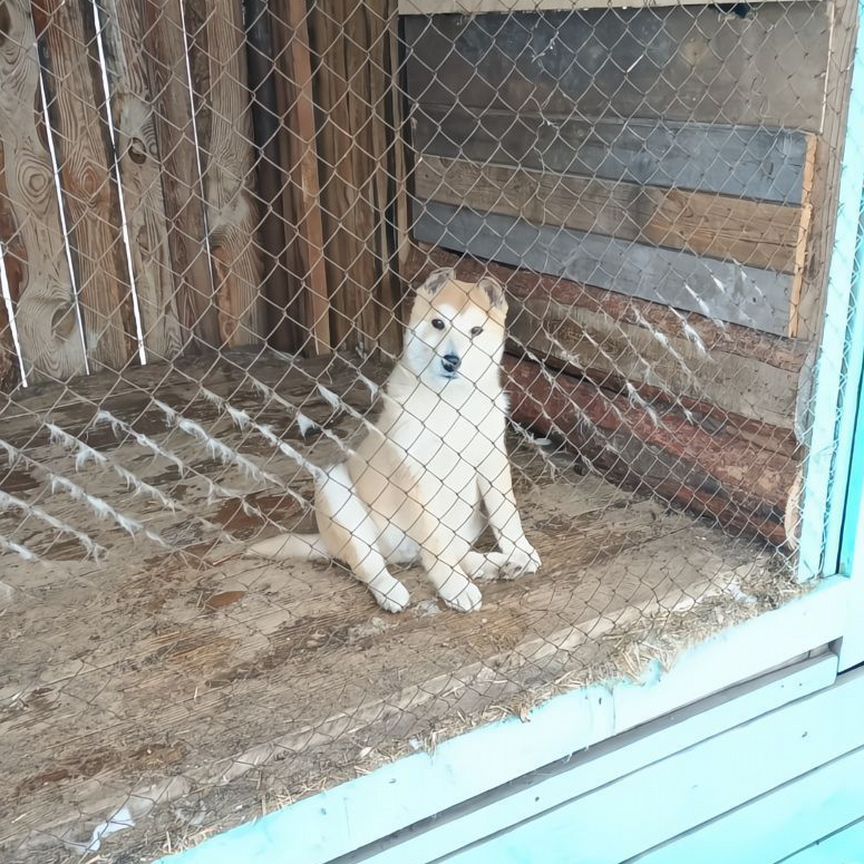 Западносибирская лайка, щенок