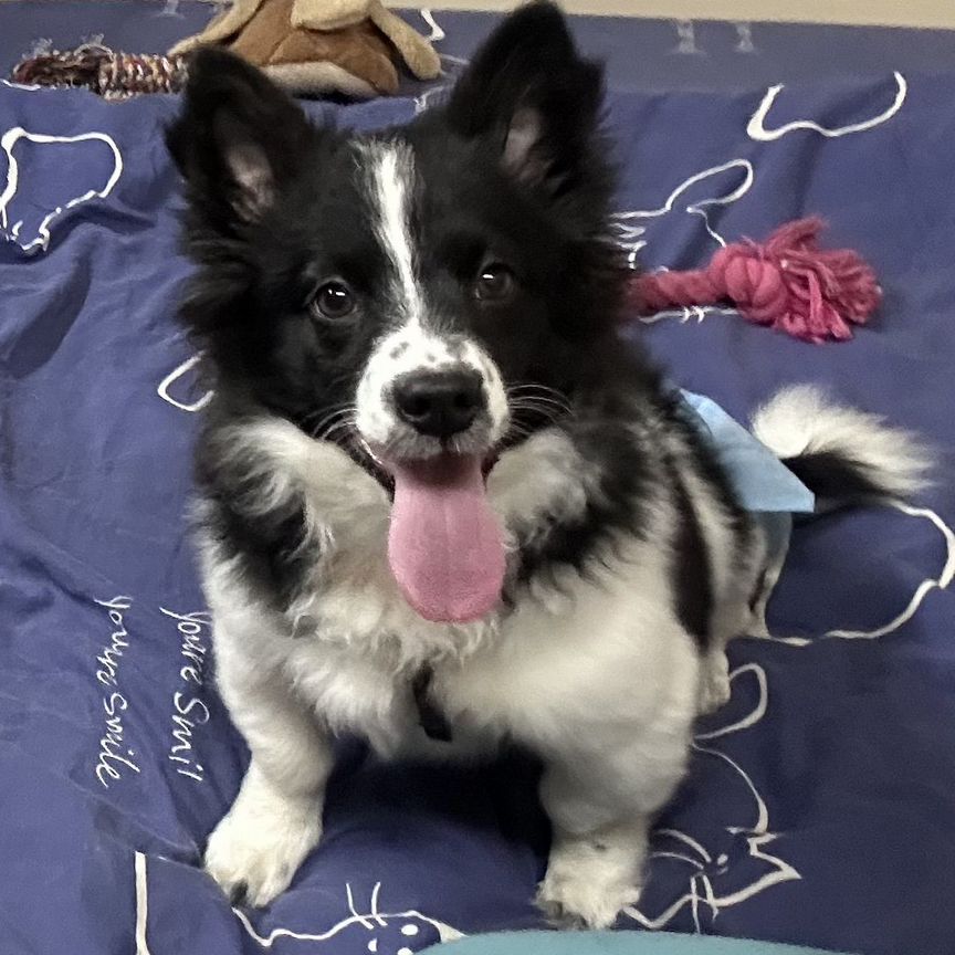 Щенок в добрые руки