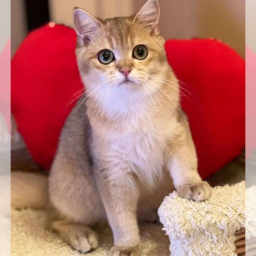 Феликс - британский котёнок
