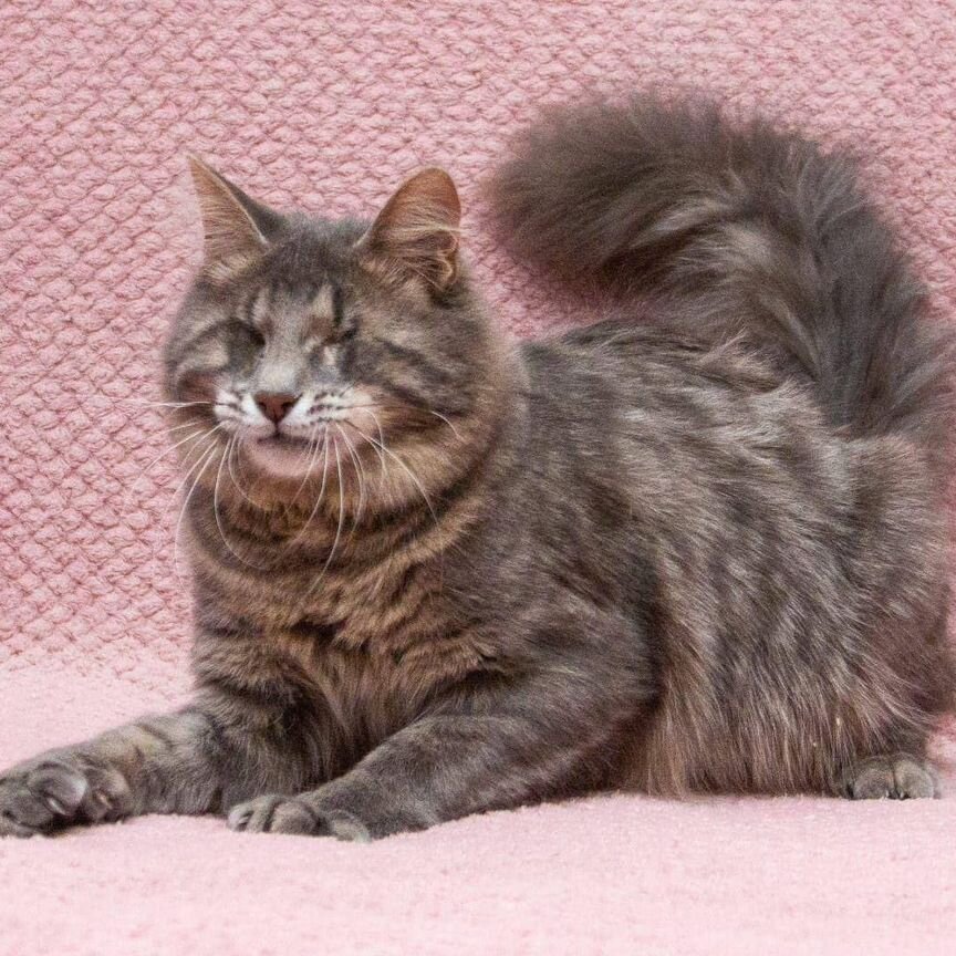 Слепой молодой котик