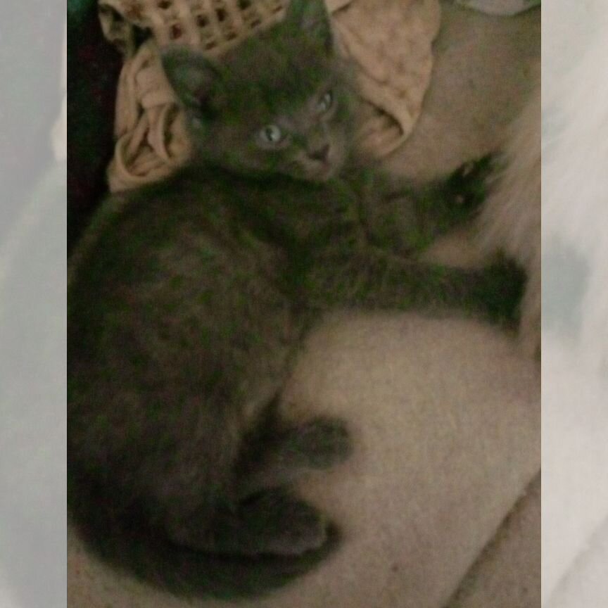 Котята в добрые руки бесплатно