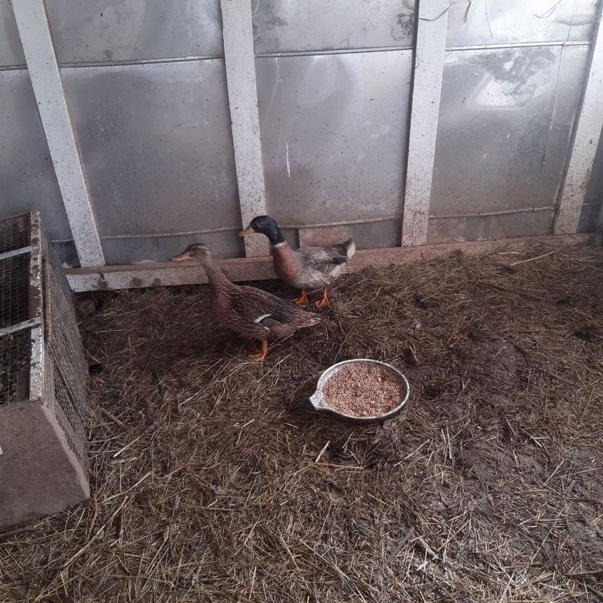 Утята кряквы