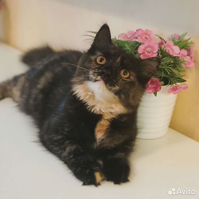 Крошка ищет дом