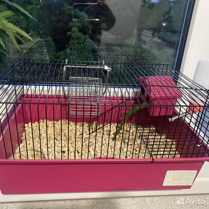 Хомяк джунгарик