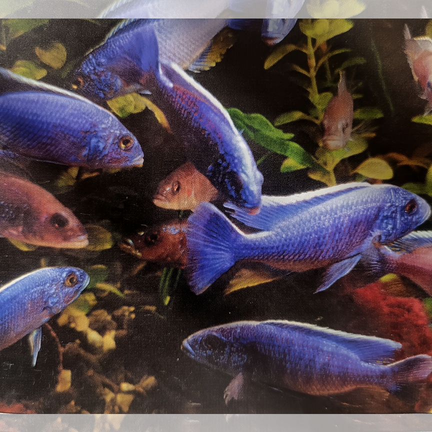Рыба аквариум цихлиды Васильковый хаплохромис