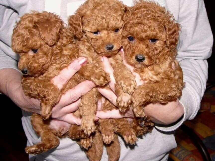 Пуделечки мини