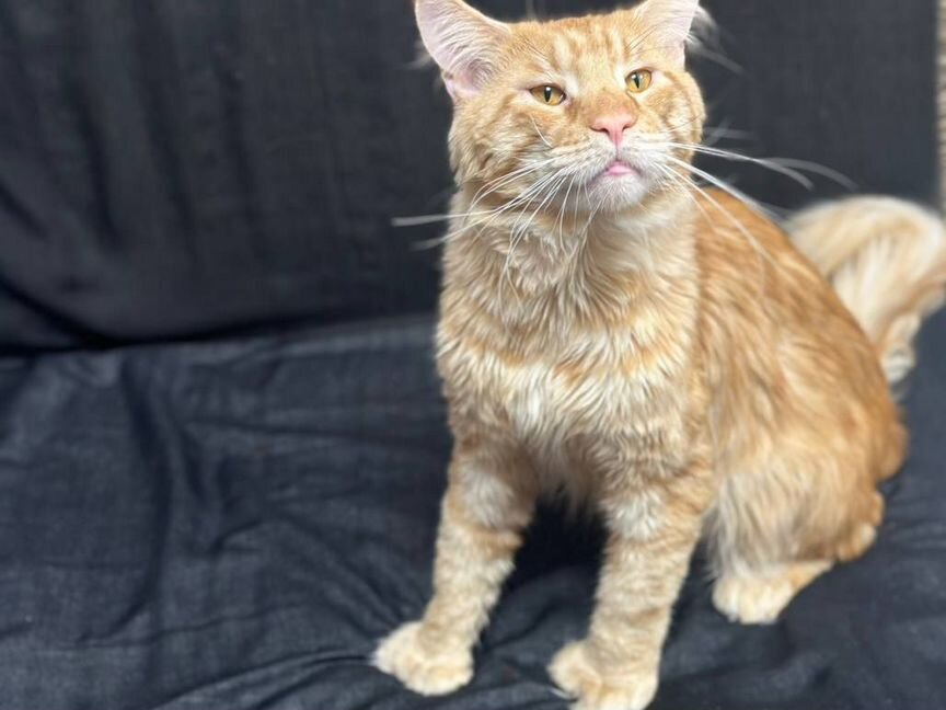 Вязка с мейн куном полидактом