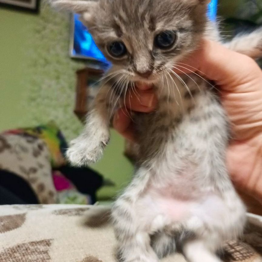 Котёнок
