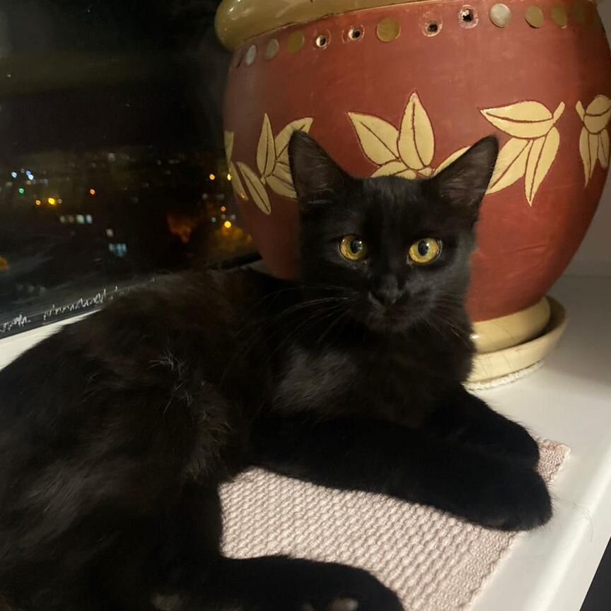 Красавчик-котёнок