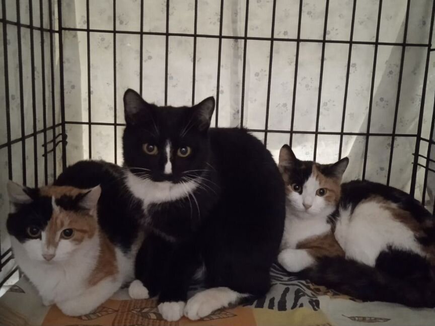 Котики