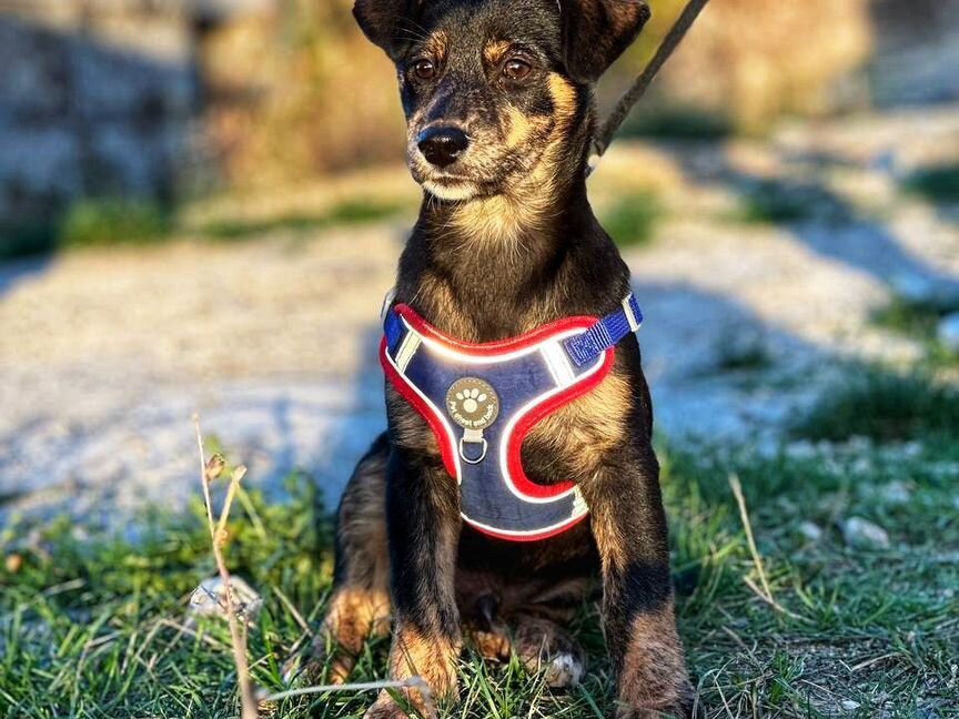 Щенок в добрые руки бесплатно