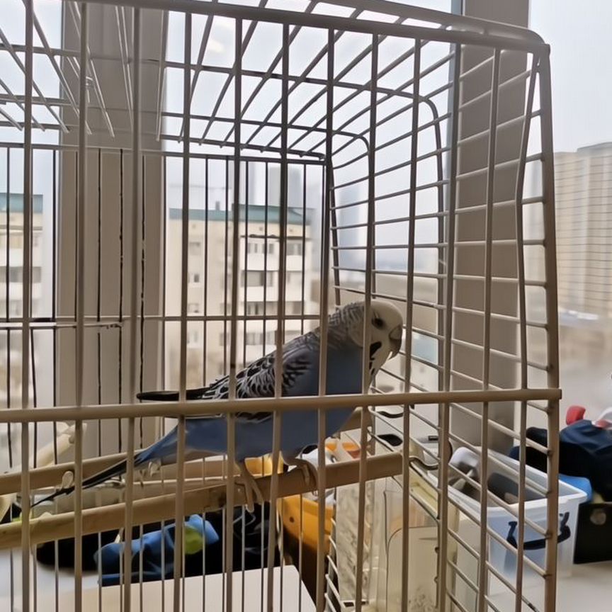 Волнистый попугай самка с клеткой