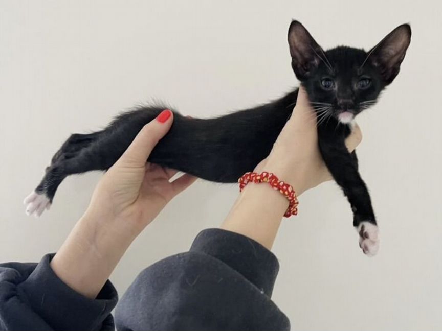 Ориентальный котенок метис